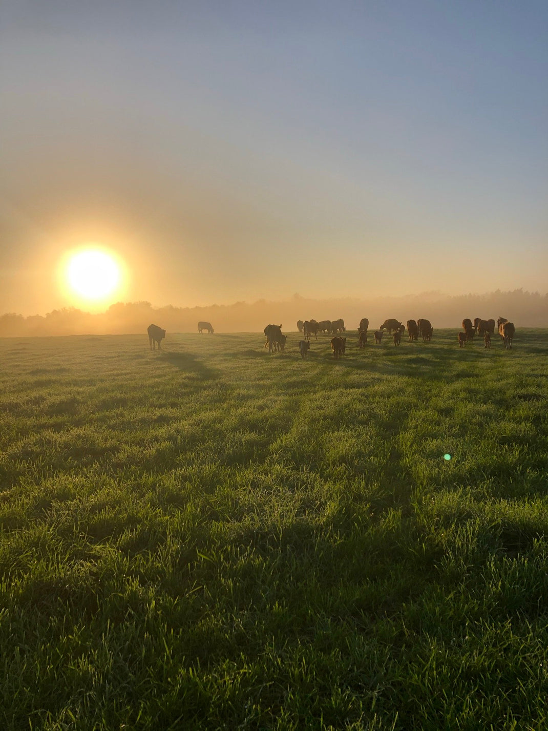 Beef Cattle Management: The Breeding Season - Riverbend Cattle ...