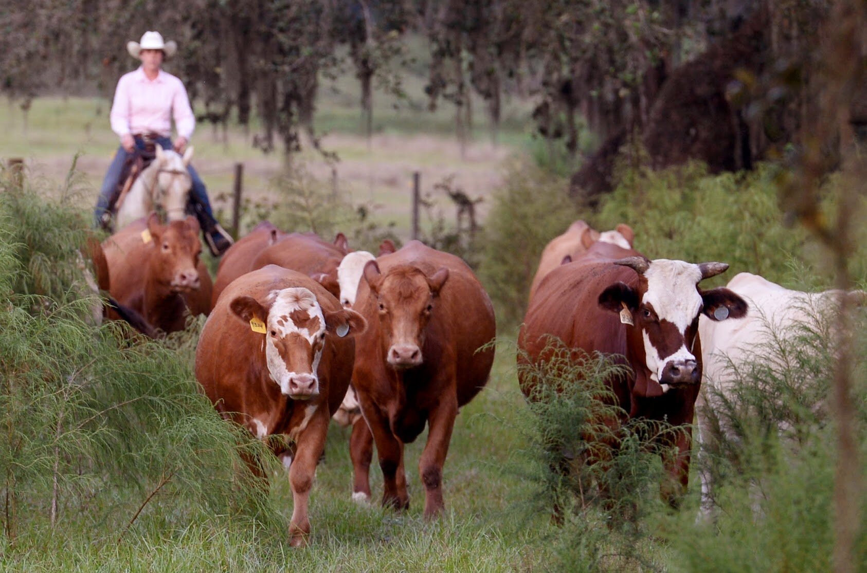 Our Cattle – Riverbend Cattle Company