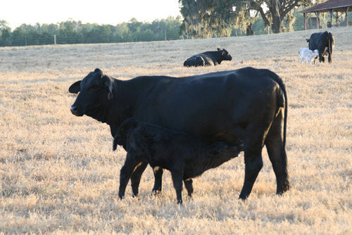 Our Cattle – Riverbend Cattle Company
